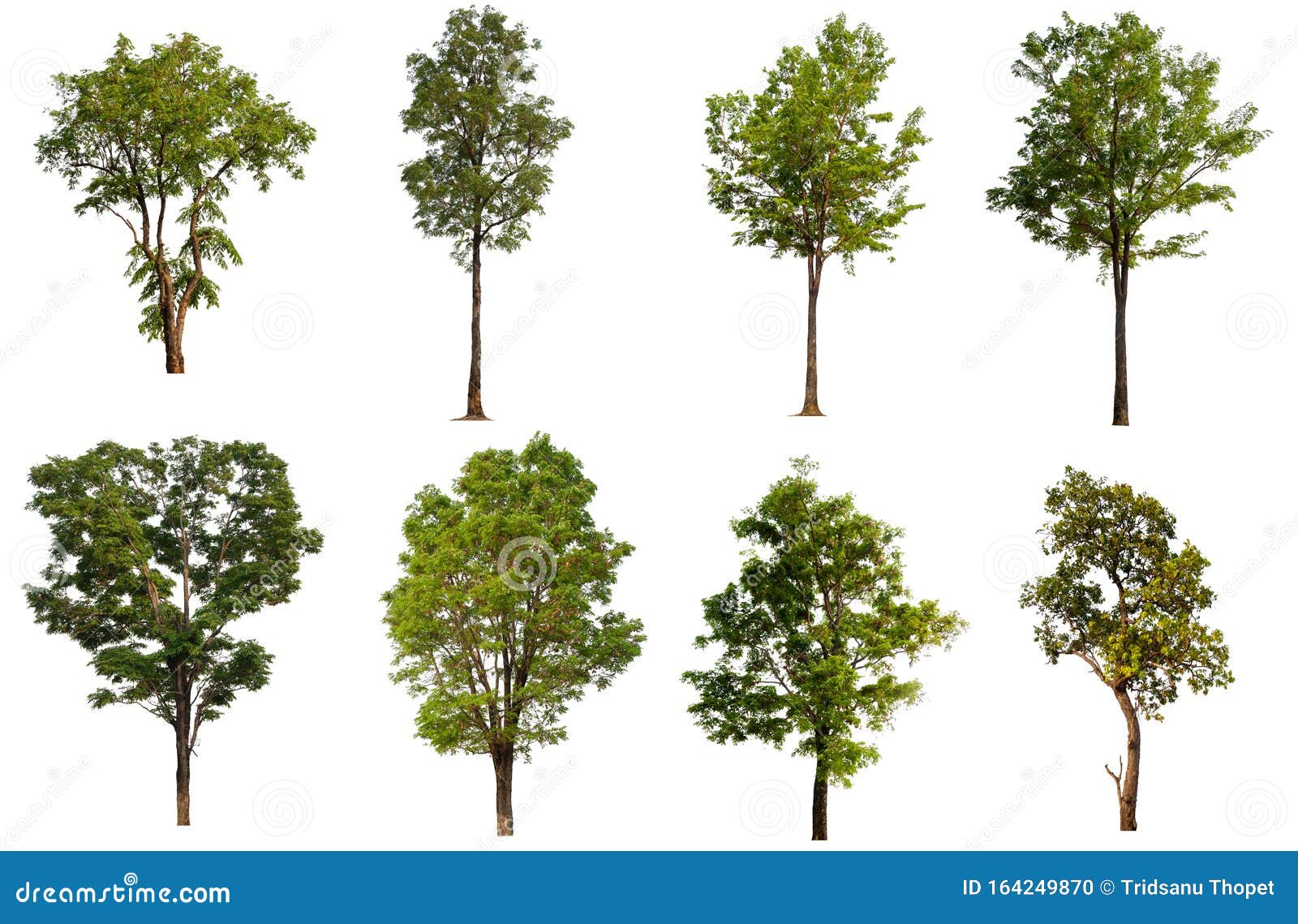 Collection Of Tree Isolated On White Background, Mimusops Elengi, Asian ...
