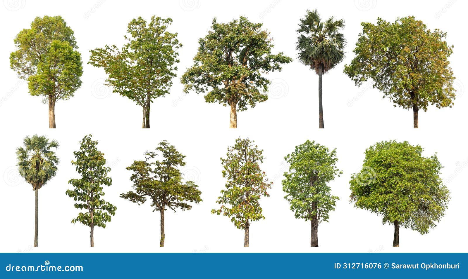 Collection Tree Cut Out from Original Background and Replace with White ...