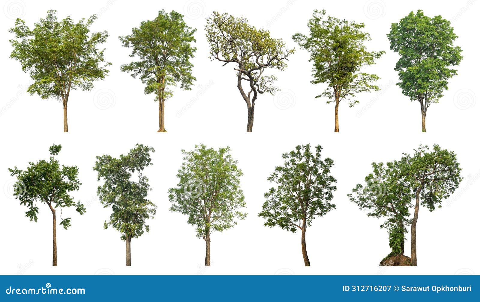 Collection Tree Cut Out from Original Background and Replace with White ...