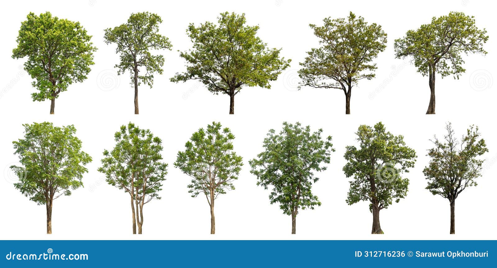 Collection Tree Cut Out from Original Background and Replace with White ...