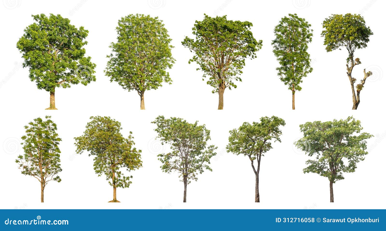 Collection Tree Cut Out from Original Background and Replace with White ...