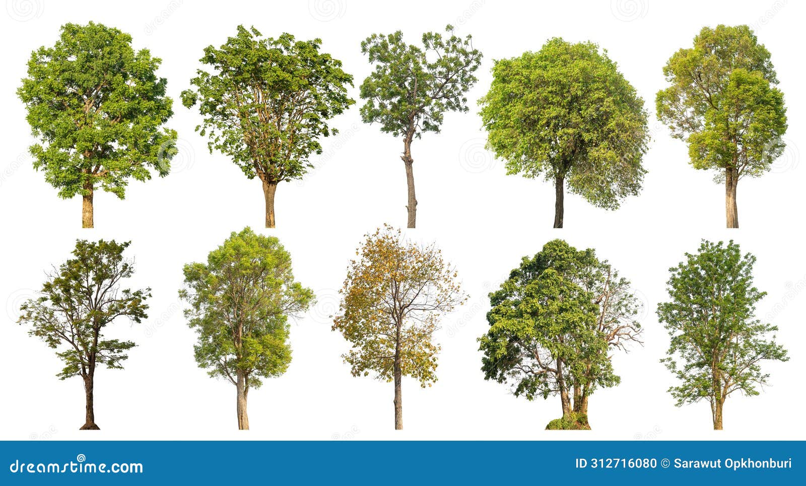 Collection Tree Cut Out from Original Background and Replace with White ...