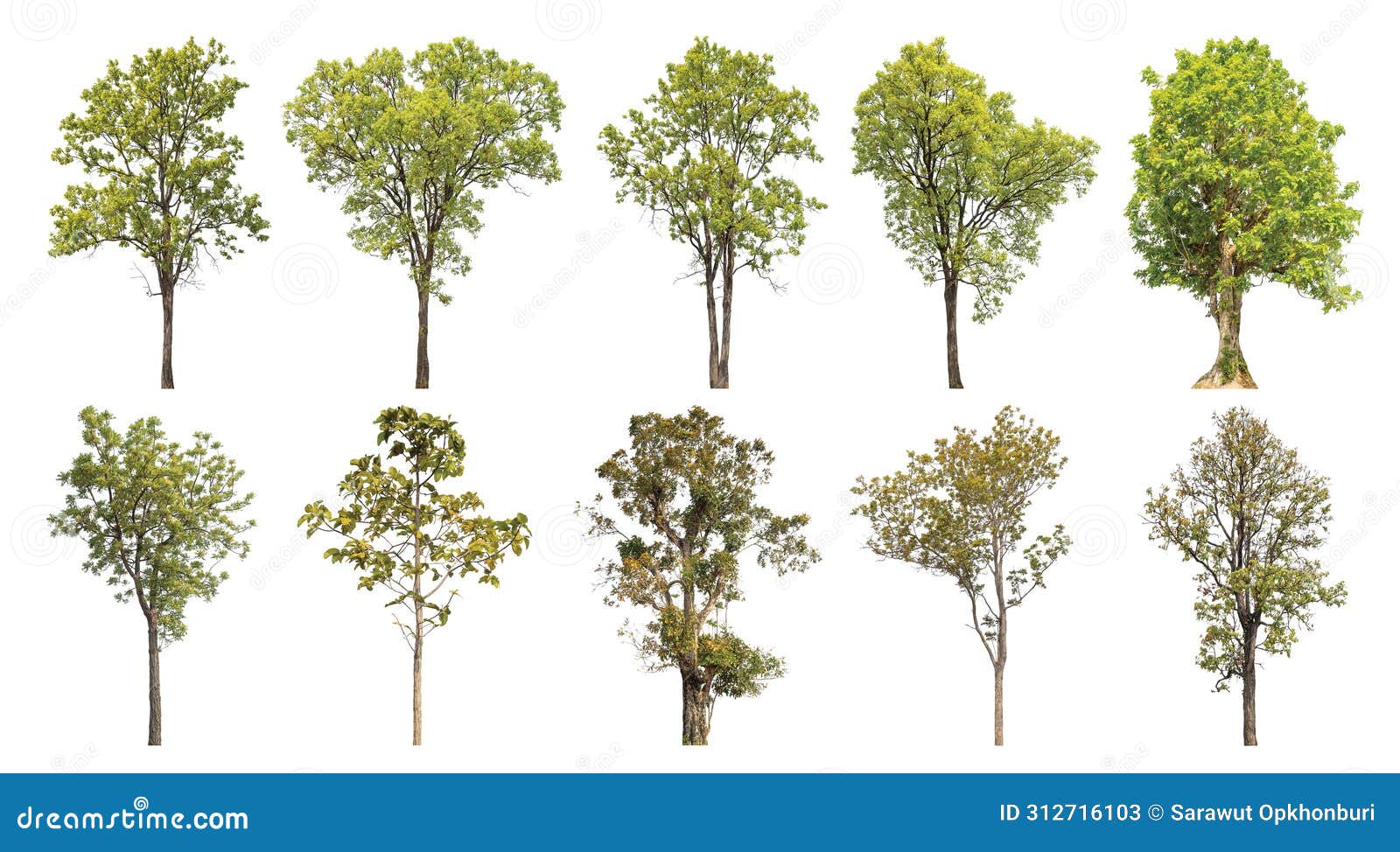 Collection Tree Cut Out from Original Background and Replace with White ...