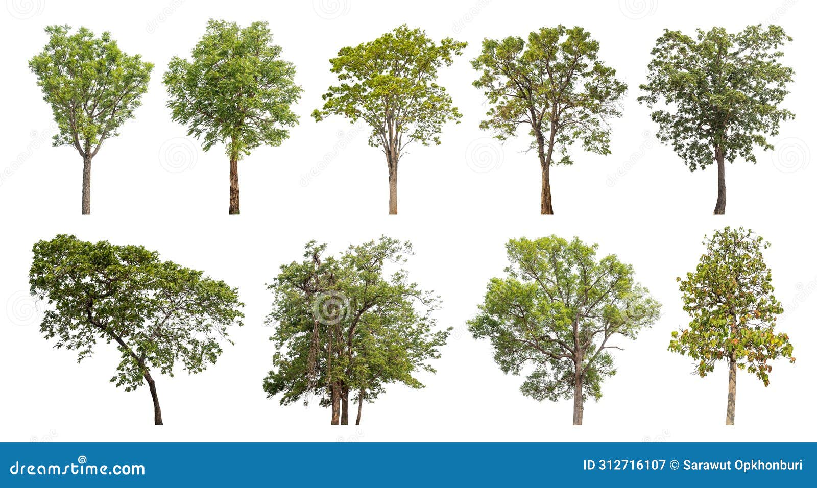 Collection Tree Cut Out from Original Background and Replace with White ...