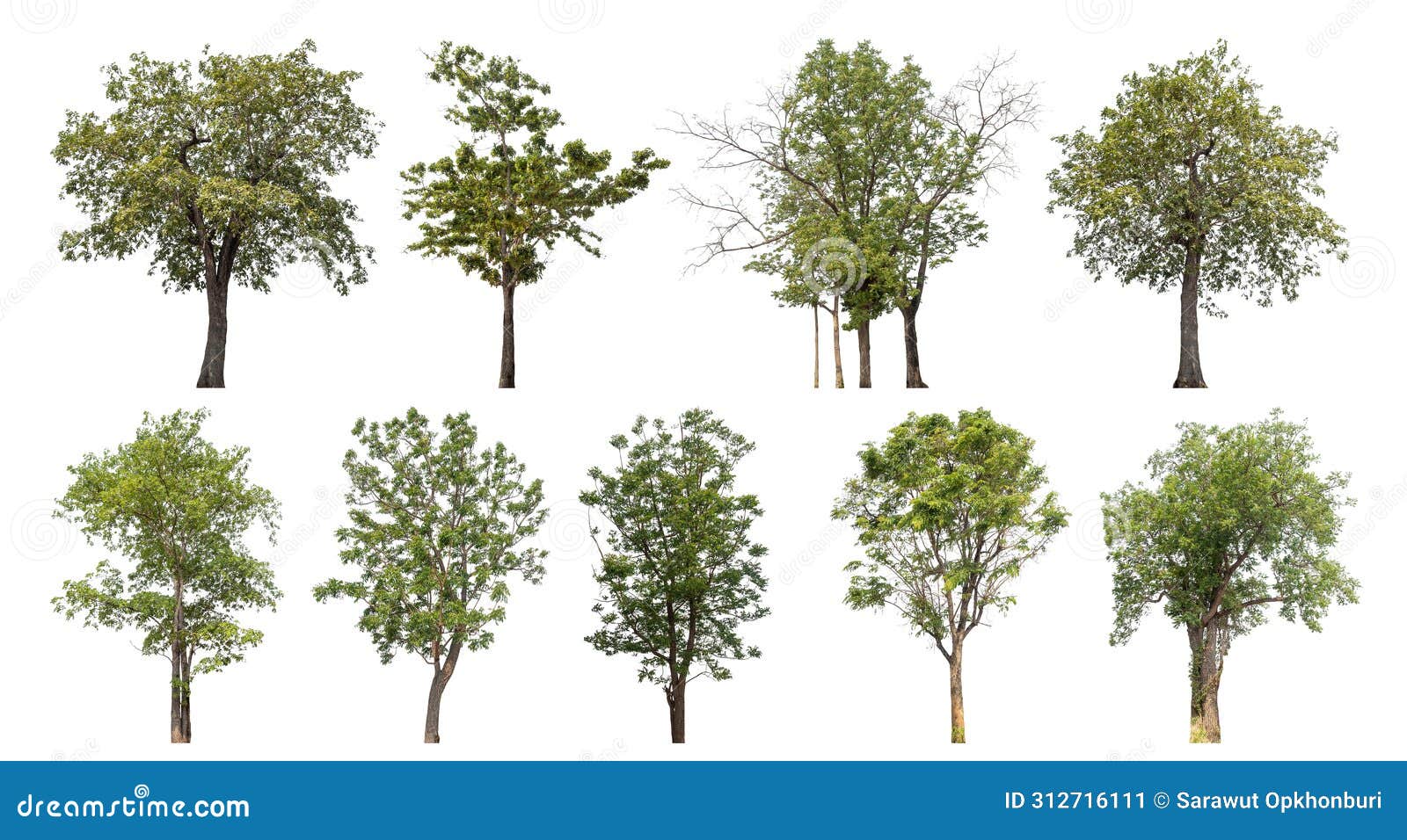 Collection Tree Cut Out from Original Background and Replace with White ...