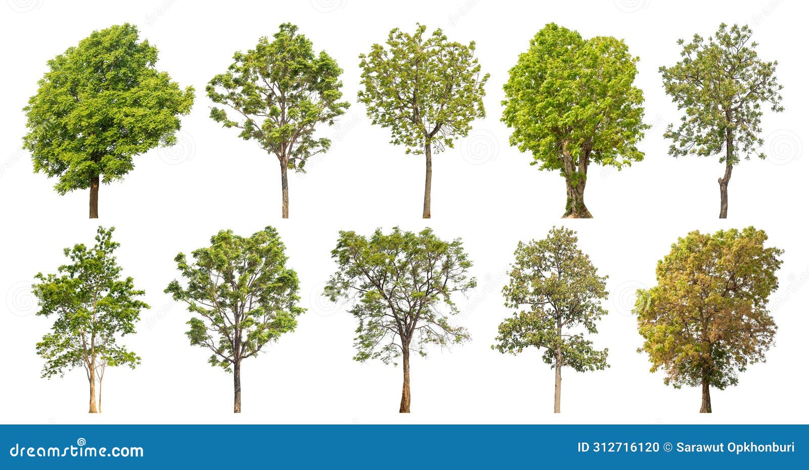 Collection Tree Cut Out from Original Background and Replace with White ...