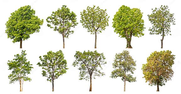 Collection Tree Cut Out from Original Background and Replace with White ...