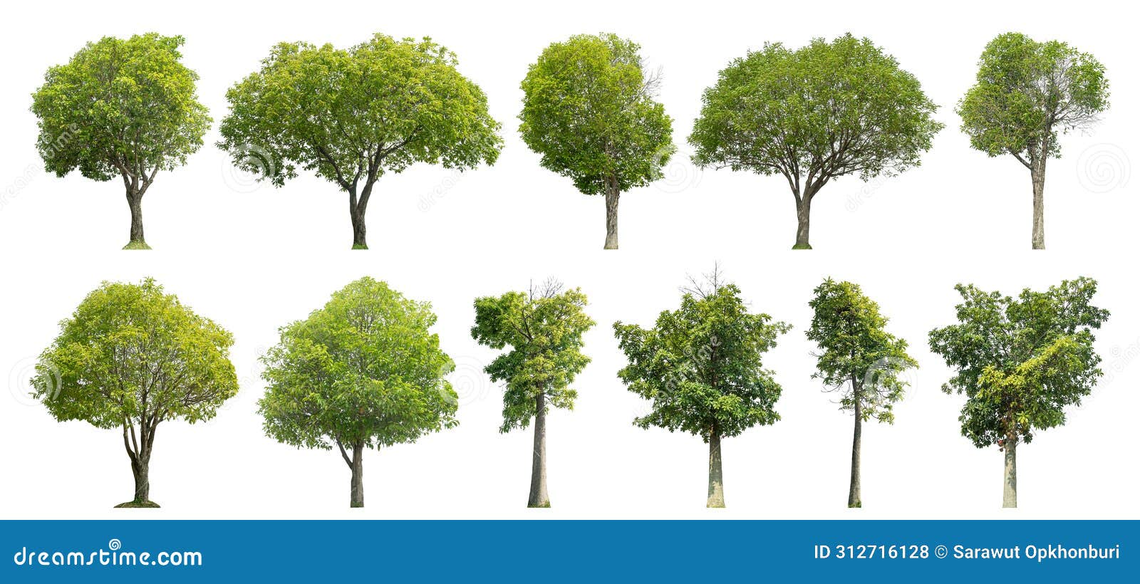 Collection Tree Cut Out from Original Background and Replace with White ...