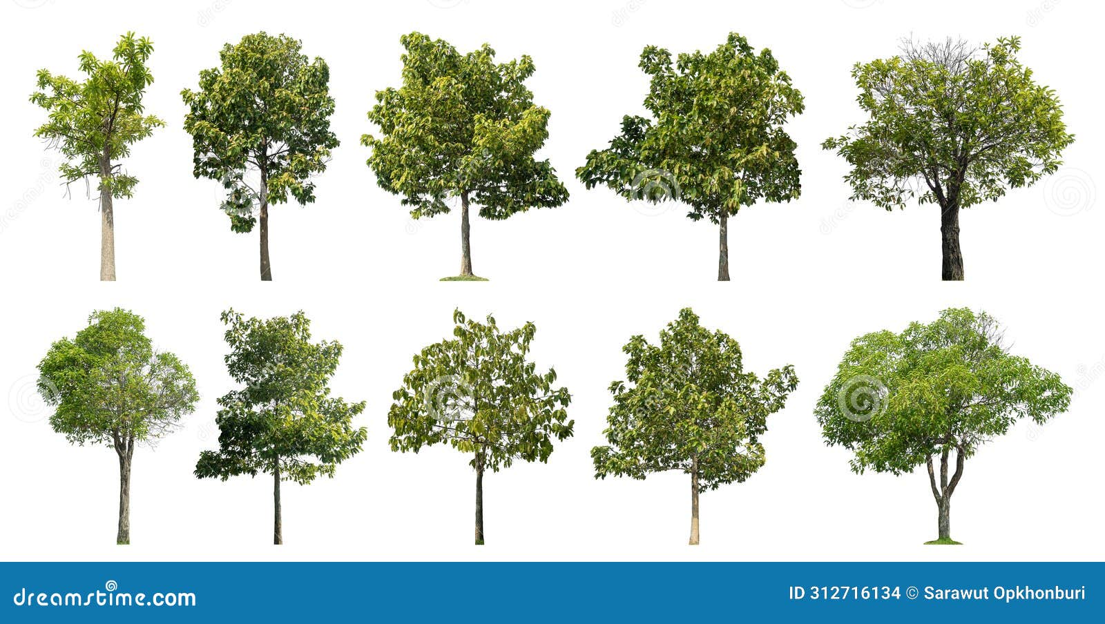 Collection Tree Cut Out from Original Background and Replace with White ...