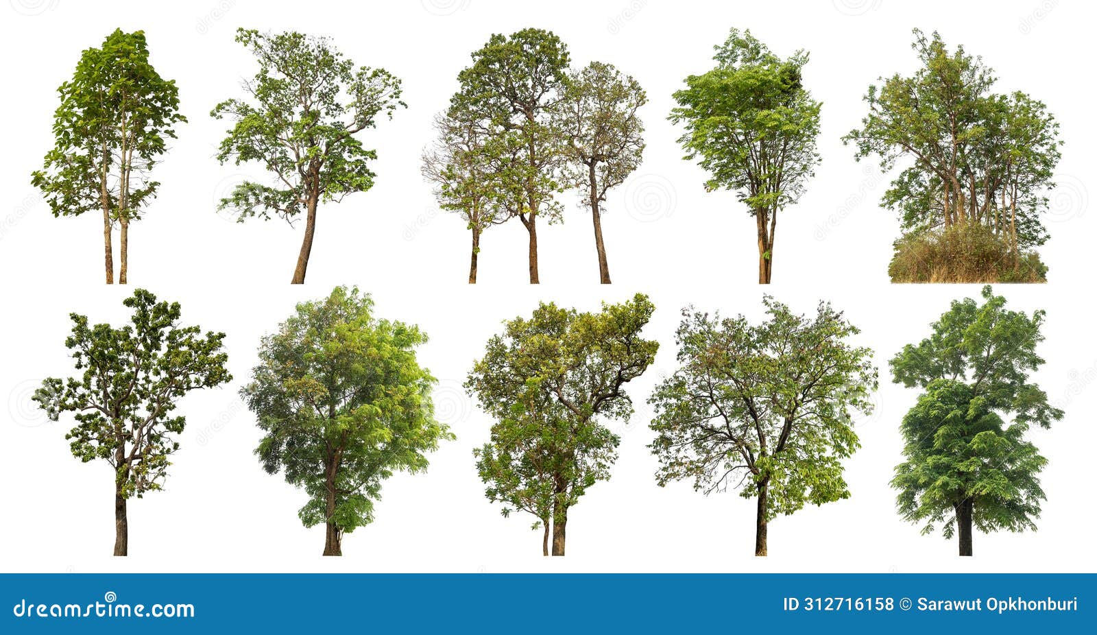 Collection Tree Cut Out from Original Background and Replace with White ...