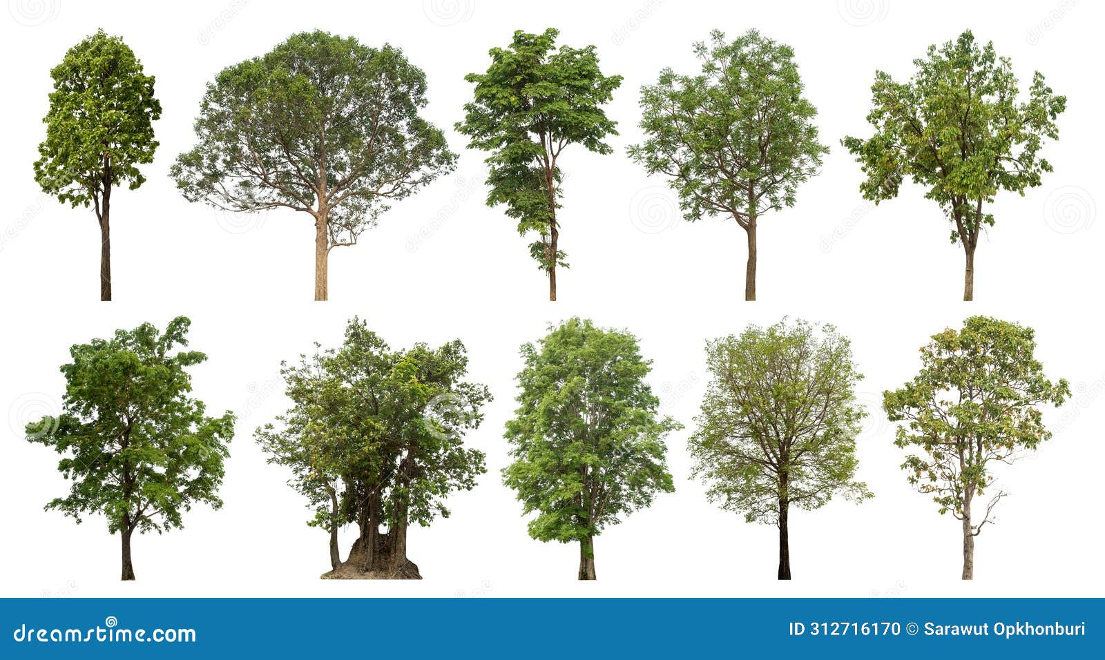 Collection Tree Cut Out from Original Background and Replace with White ...