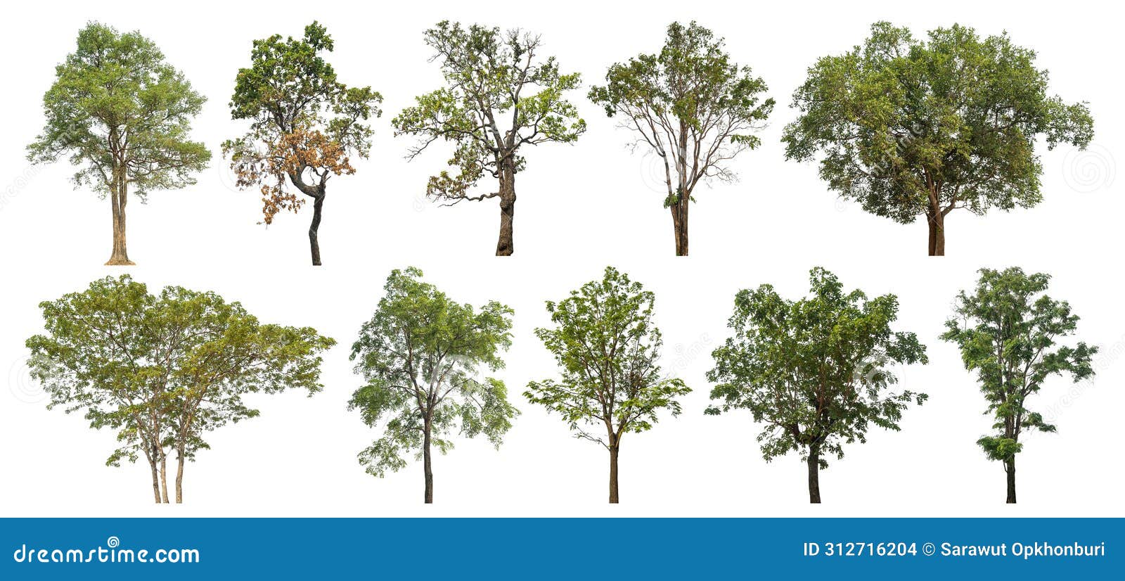 Collection Tree Cut Out from Original Background and Replace with White ...