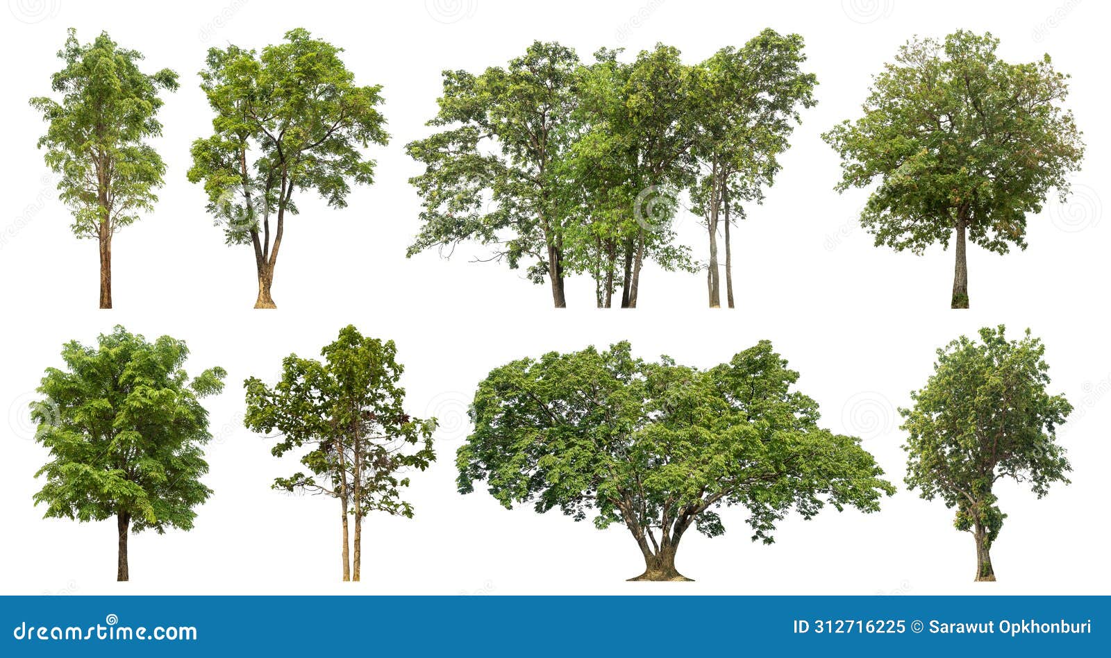 Collection Tree Cut Out from Original Background and Replace with White ...