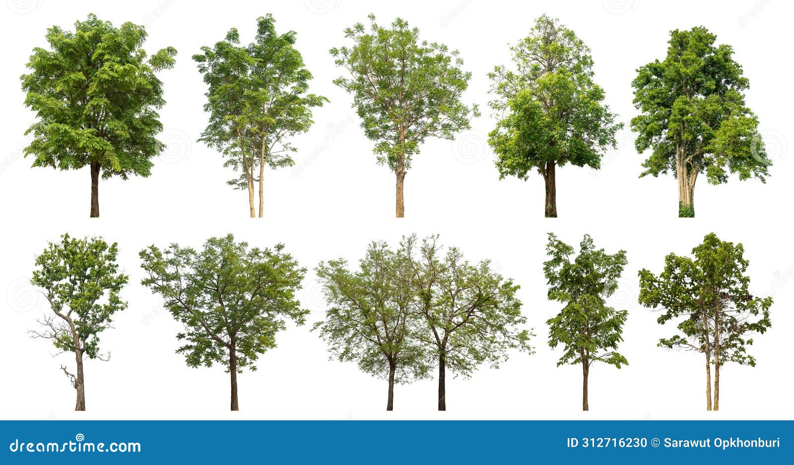 Collection Tree Cut Out from Original Background and Replace with White ...