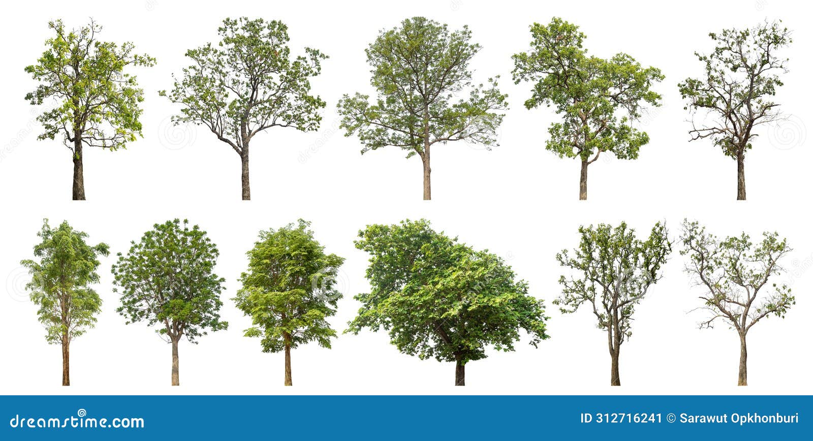 Collection Tree Cut Out from Original Background and Replace with White ...