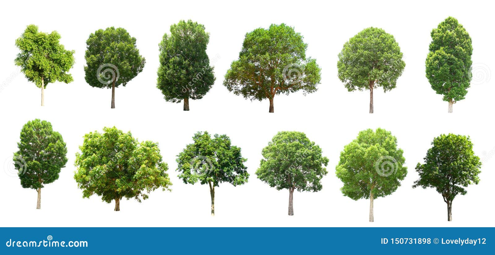 Collection Tree Isolate on White Background Stock Photo - Image of ...