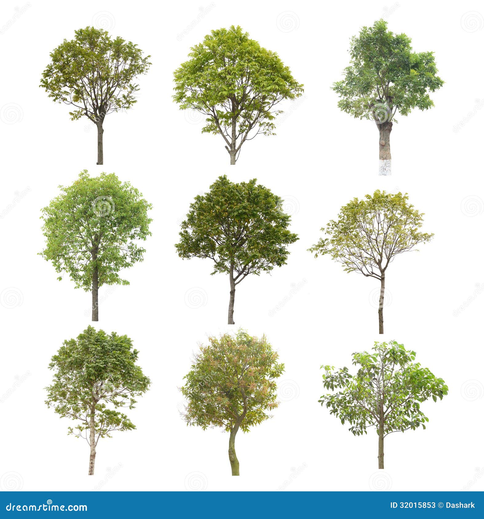 Collection Of Tree Illustrations From Above. Circular Outline Style ...