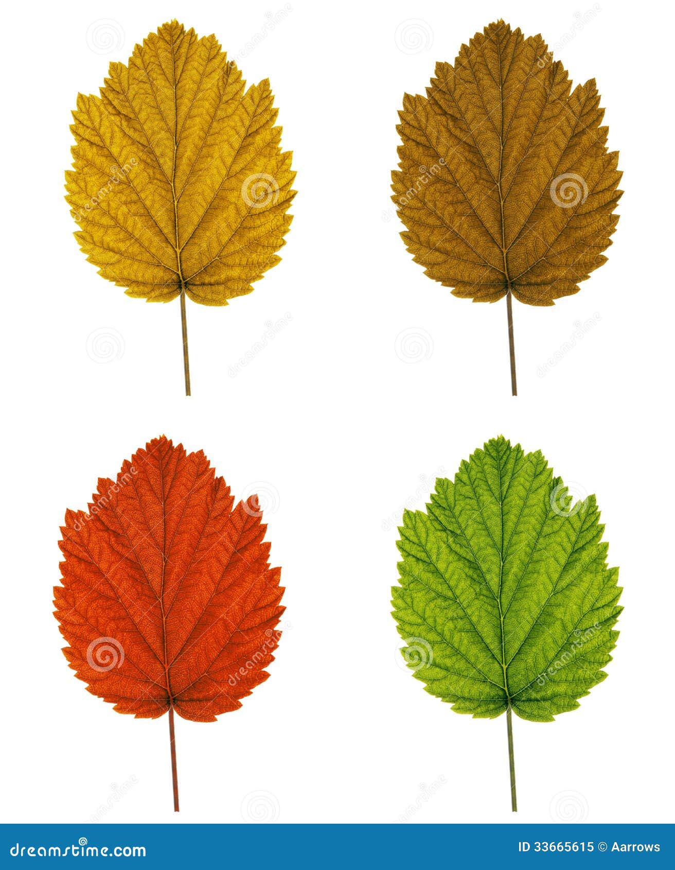 Collection of tree leaves stock image. Image of forest - 33665615