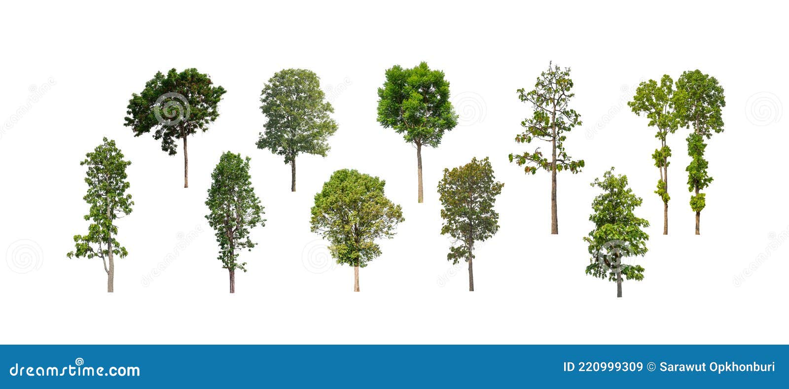 Set of Isolated Trees on White Background , the Collection of Tree ...