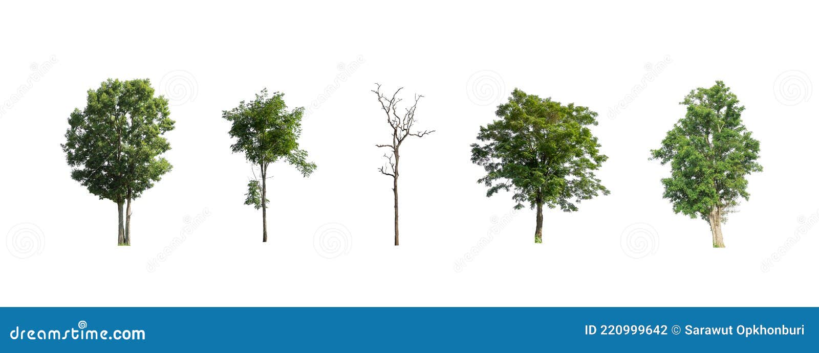 Collection of Tree, Set of Isolated Trees on White Background Stock ...