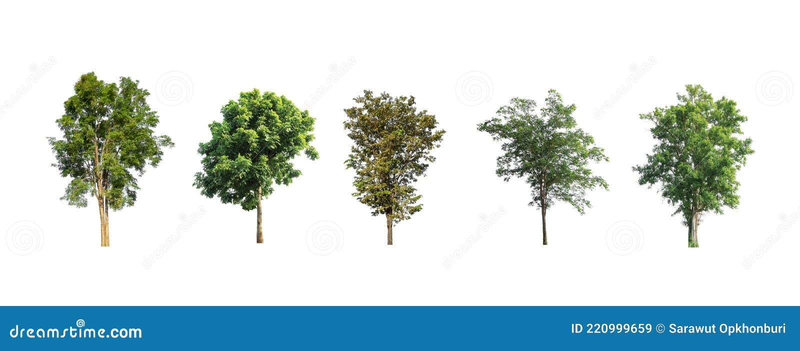 Collection of Tree, Set of Isolated Trees on White Background Stock ...