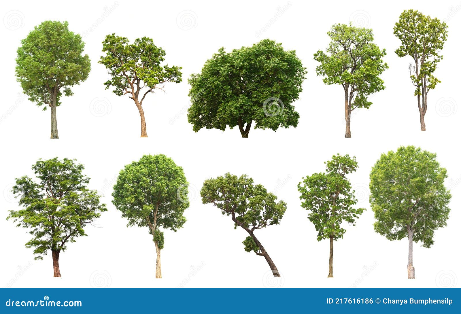 Green Tree side view stock illustration. Illustration of isolated ...