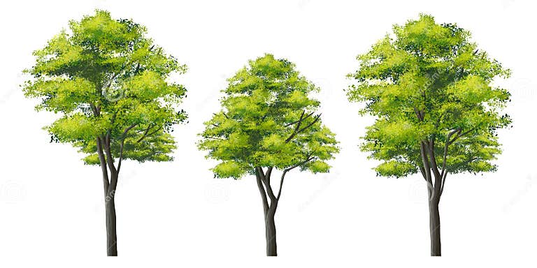 Abstract Green Tree Side View Stock Illustration - Illustration of tree ...