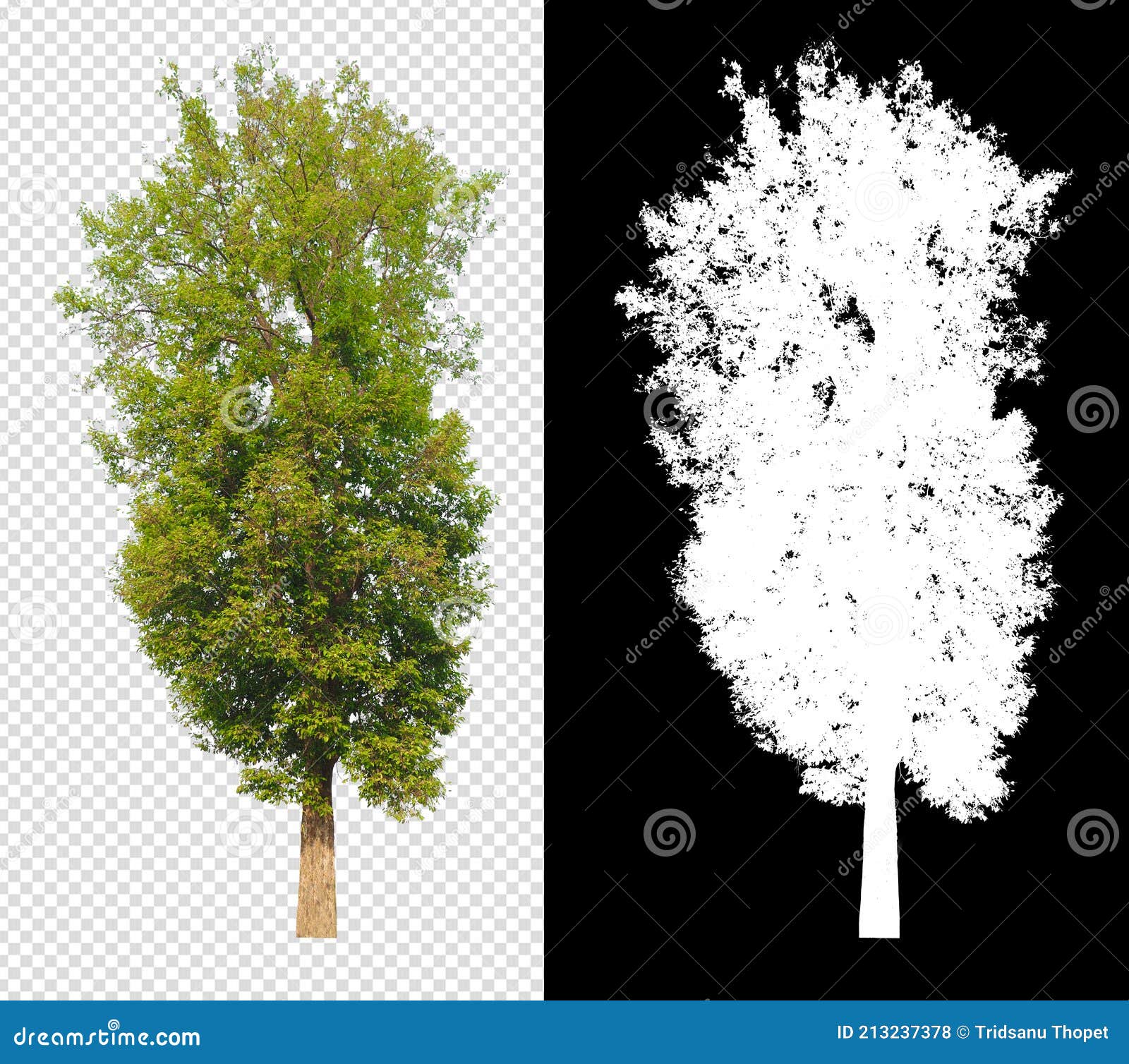 Tree Line Alpha Oak Stock Photos - Free & Royalty-Free Stock Photos ...