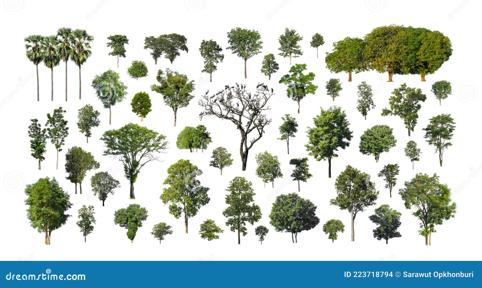 Collection Trees Cut Out from Original Background Stock Photo - Image ...