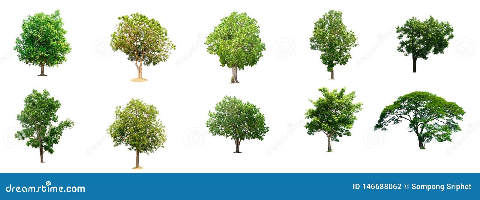 The Collection of Trees Isolated Trees Stock Illustration ...