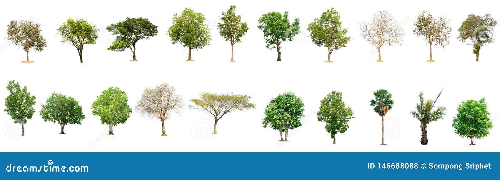 The Collection Of Trees Isolated Trees Stock Illustration Illustration Of Ecology Tree 146688088