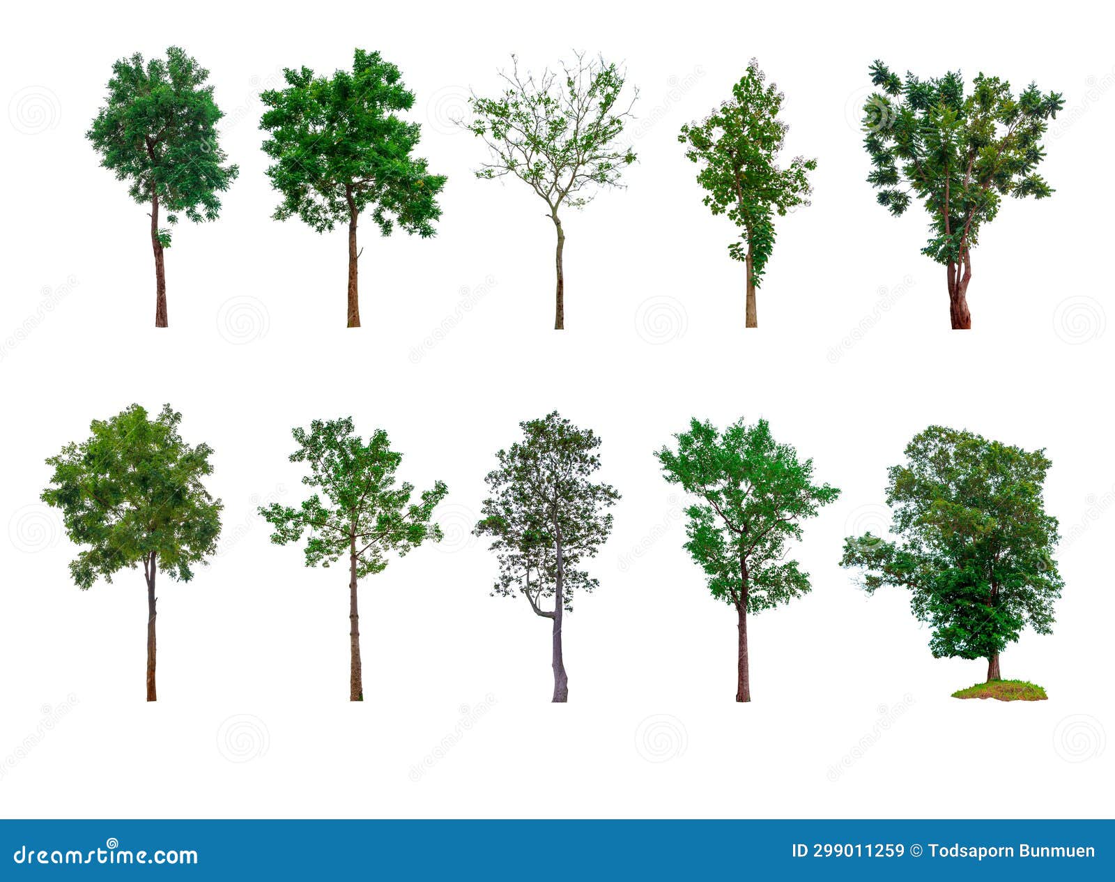 Collection of Trees, Trees Isolated on White Background with Clipping ...