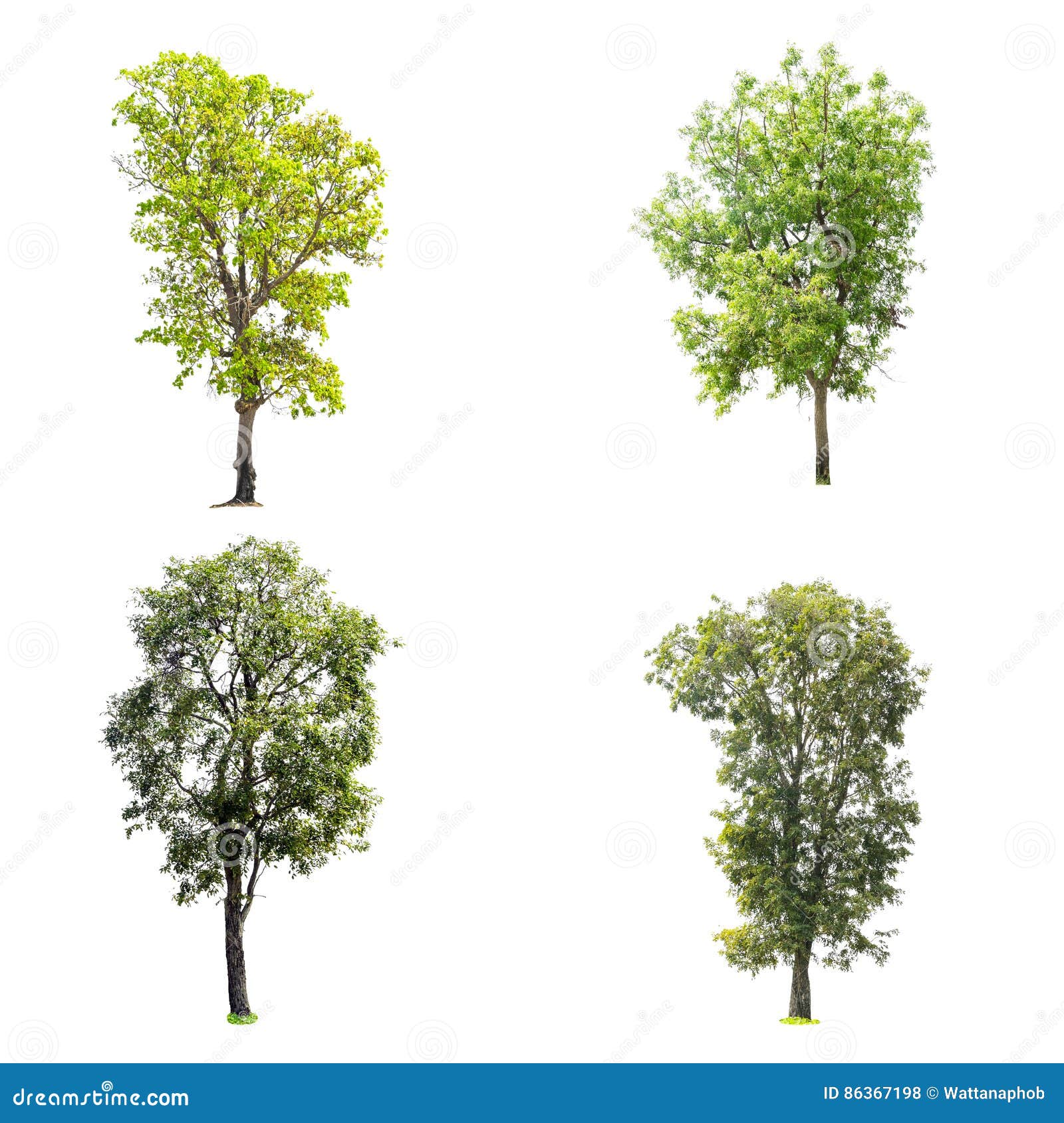Collection of Trees Isolated Stock Photo - Image of bark, path: 86367198
