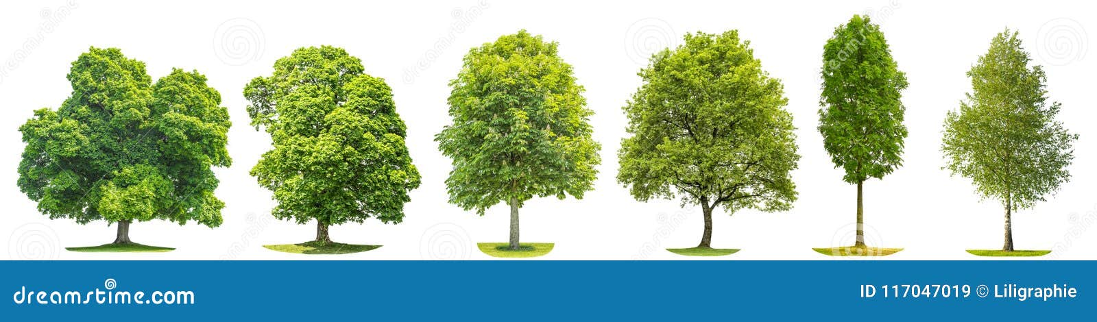 Collection Trees Maple Oak Birch Chestnut Isolated Nature Object Stock ...