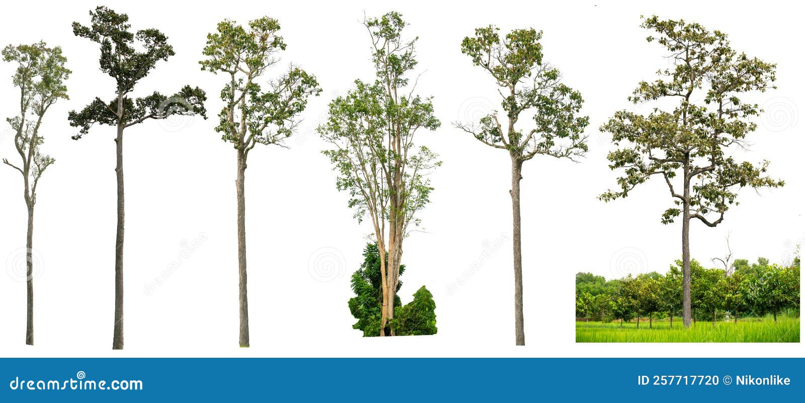 Collection Trees Maple Oak Birch Chestnut Isolated Nature Objects Stock ...