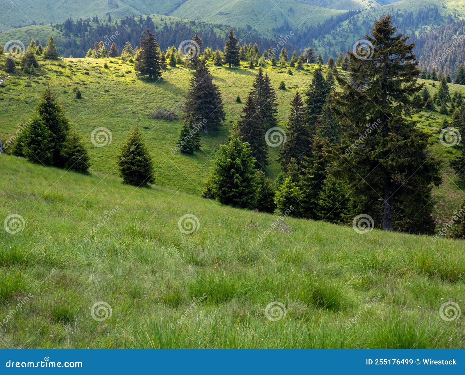Collection of Trees in an Open Valley Surrounded by Hills Stock Image ...