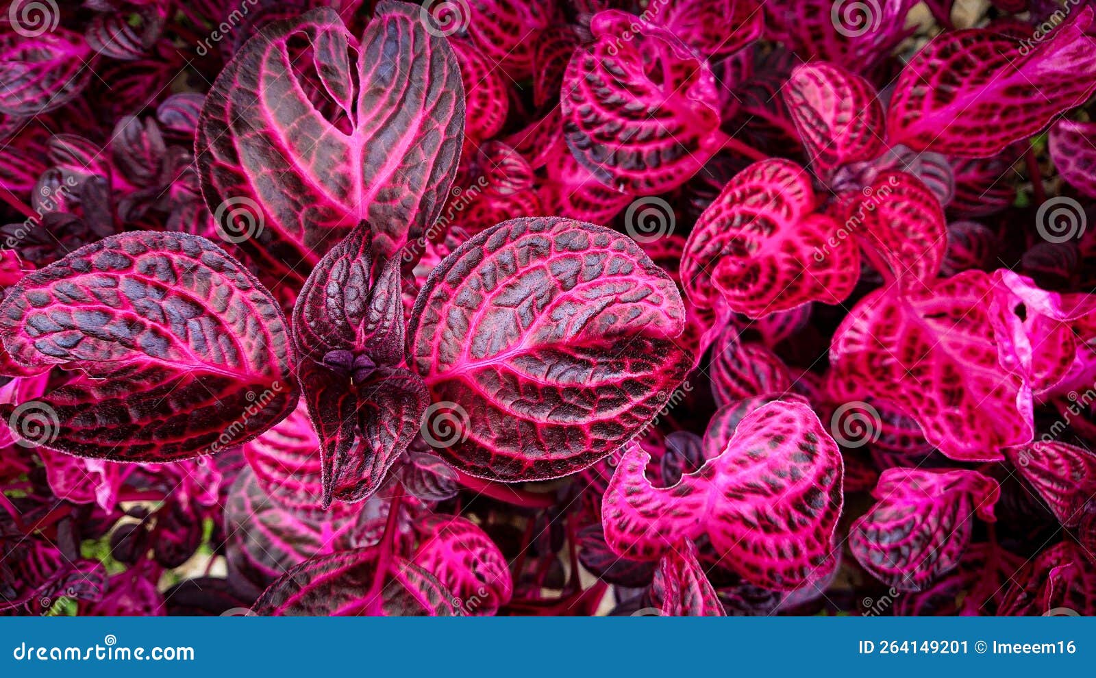 A Collection of Trees with Red Leaves Stock Image - Image of ornate ...