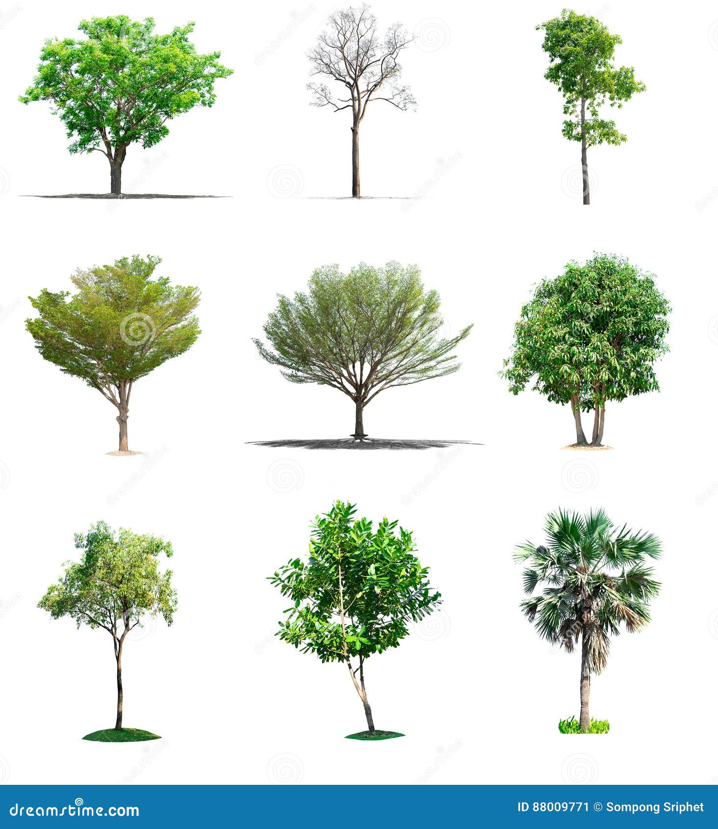 Collection Trees on White Background Stock Image - Image of outdoors ...