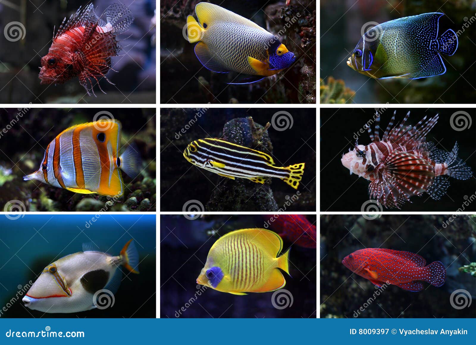 Collection of Tropical Fishes Stock Image - Image of turquoise, color ...