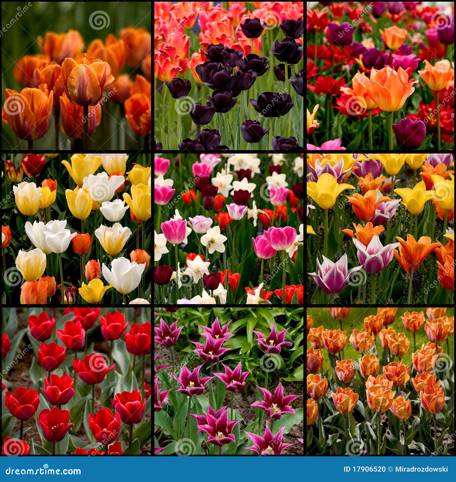 Collection of tulips stock photo. Image of bulbs, garden - 17906520