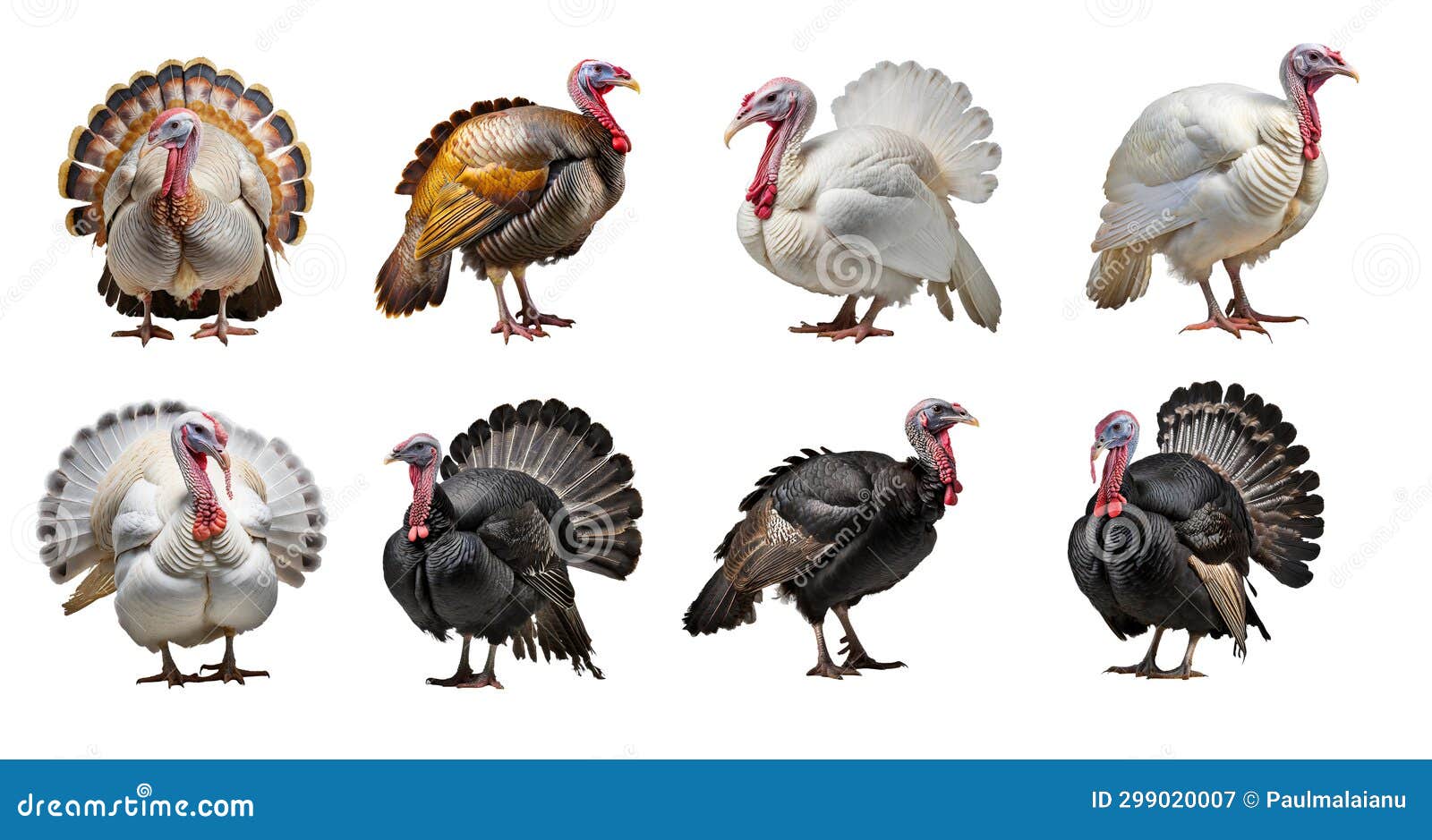 Collection of Turkeys Isolated on Transparent Background. Stock ...