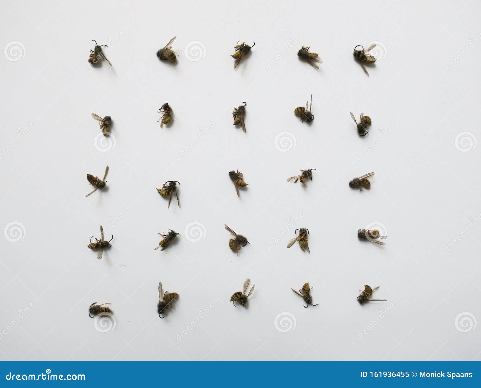 A Lot Of Dead Wasps On The Window Of A Residential Building After The ...