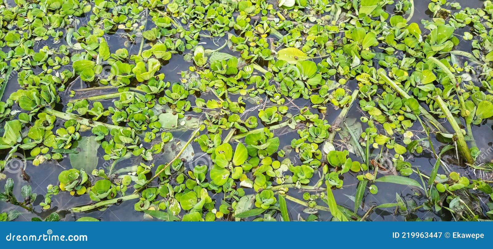 Mini Cactus Collection for Display on the Table Stock Image - Image of ...