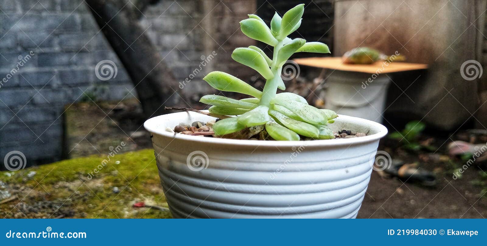 Mini Cactus Collection for Display on the Table Stock Photo - Image of ...