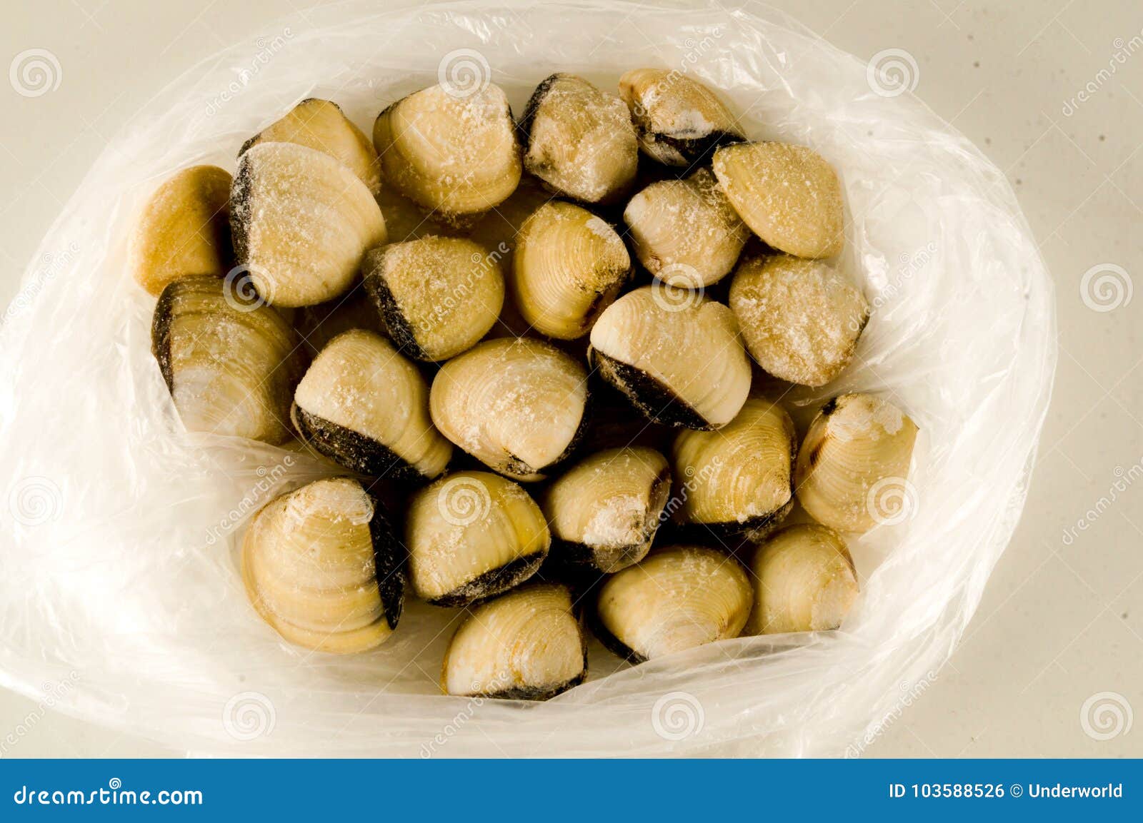 Collection of Various Shells Stock Photo - Image of coast, pacific ...