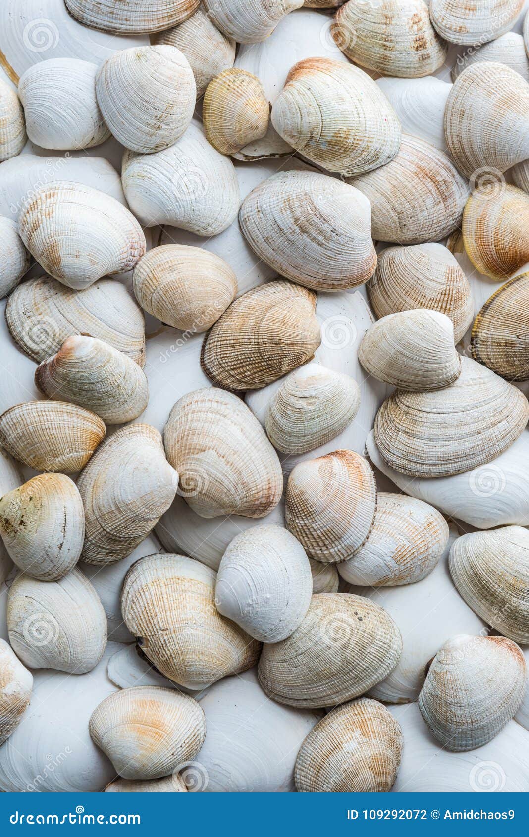 Clamshells On The Beach Royalty-Free Stock Image | CartoonDealer.com ...