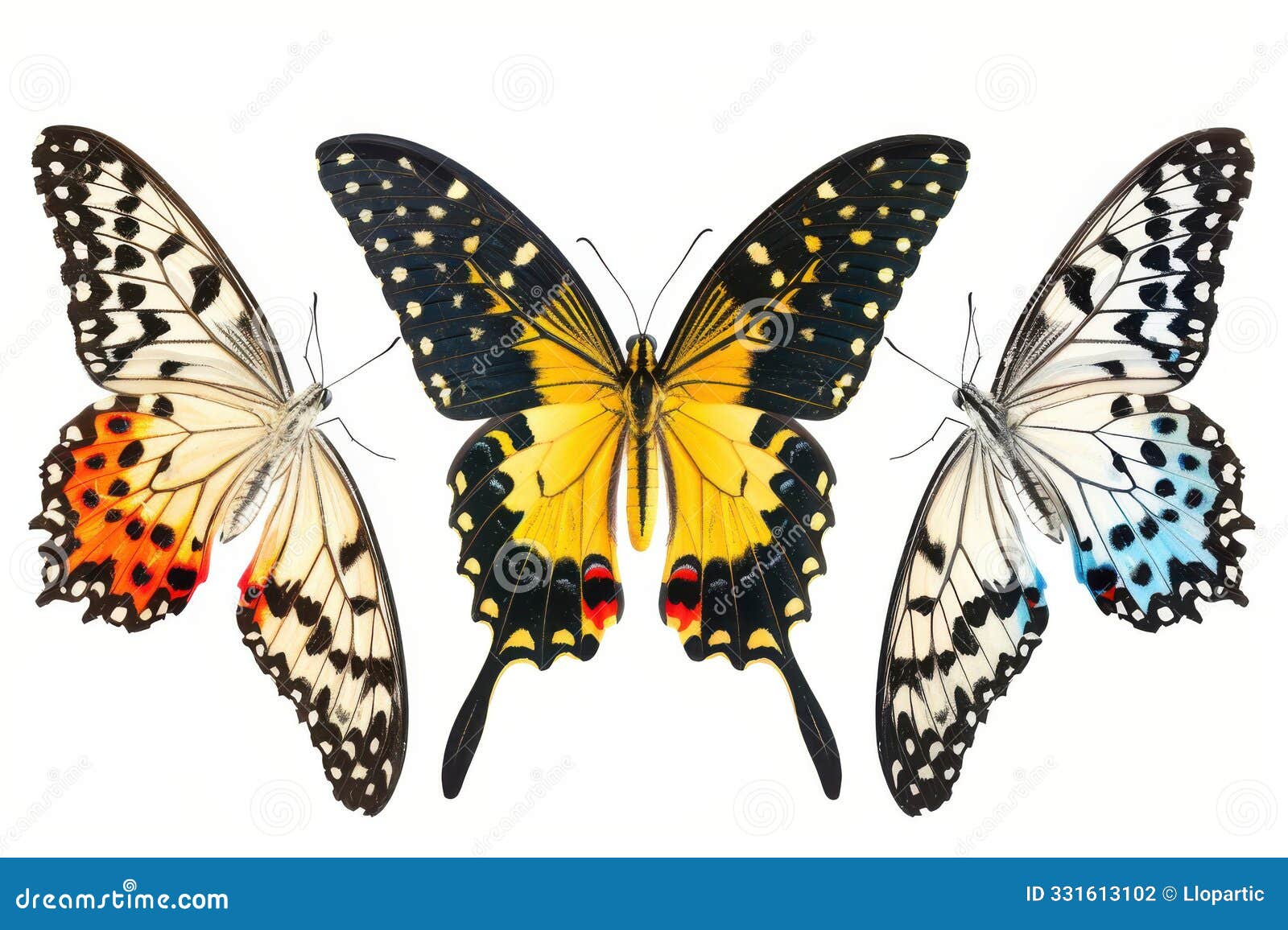 A Collection of Various Colorful Butterfly Species Displayed in a Grid ...