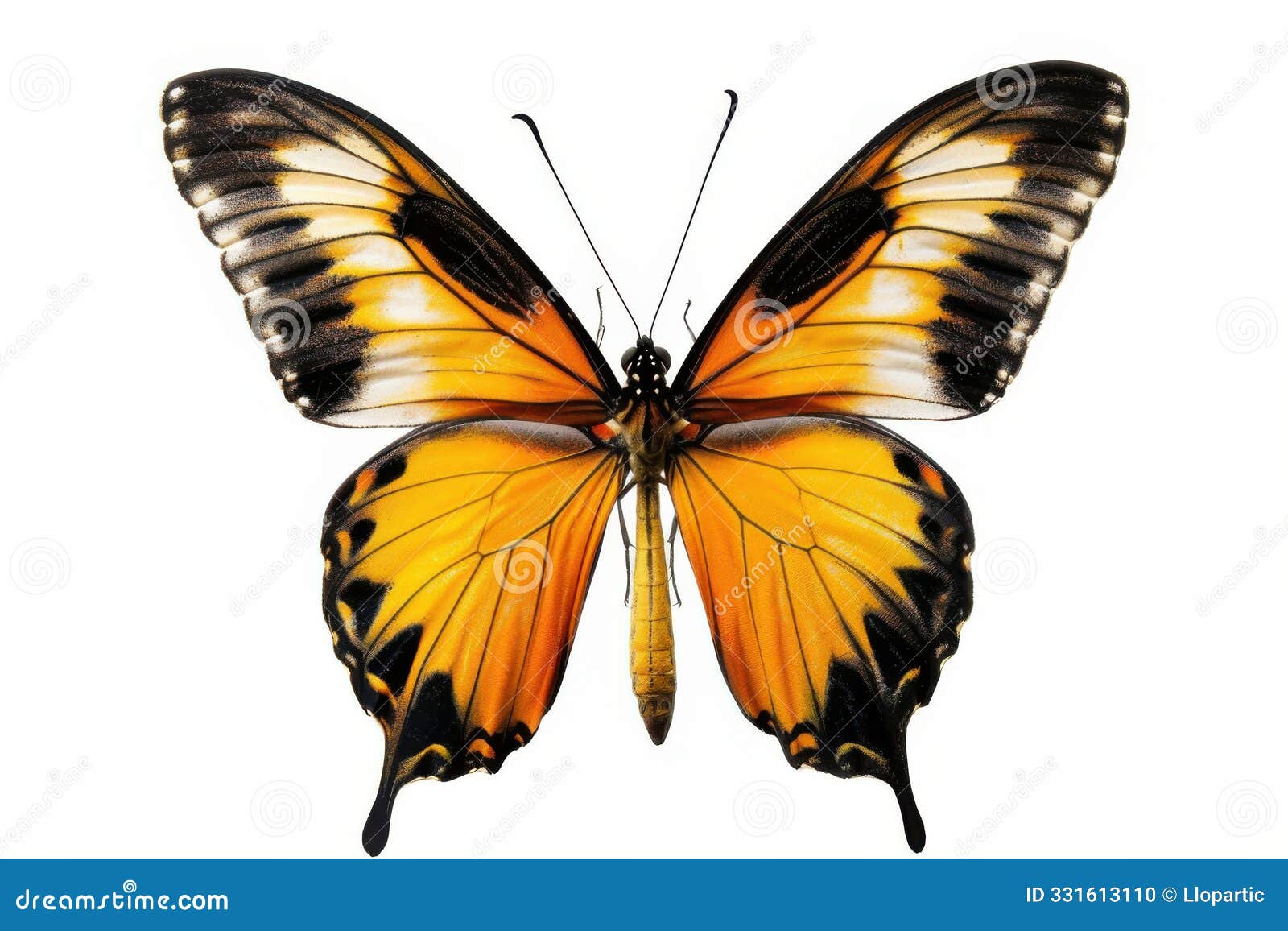 A Collection of Various Colorful Butterfly Species Displayed in a Grid ...