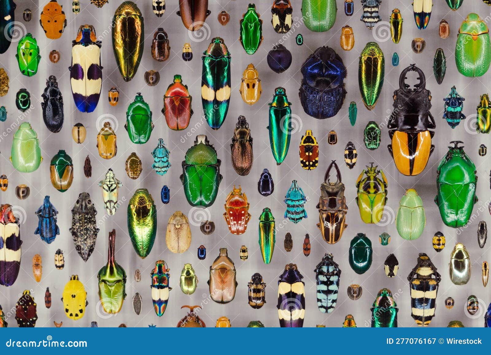 Collection of Various Colorful Insects. Stock Image - Image of heap ...