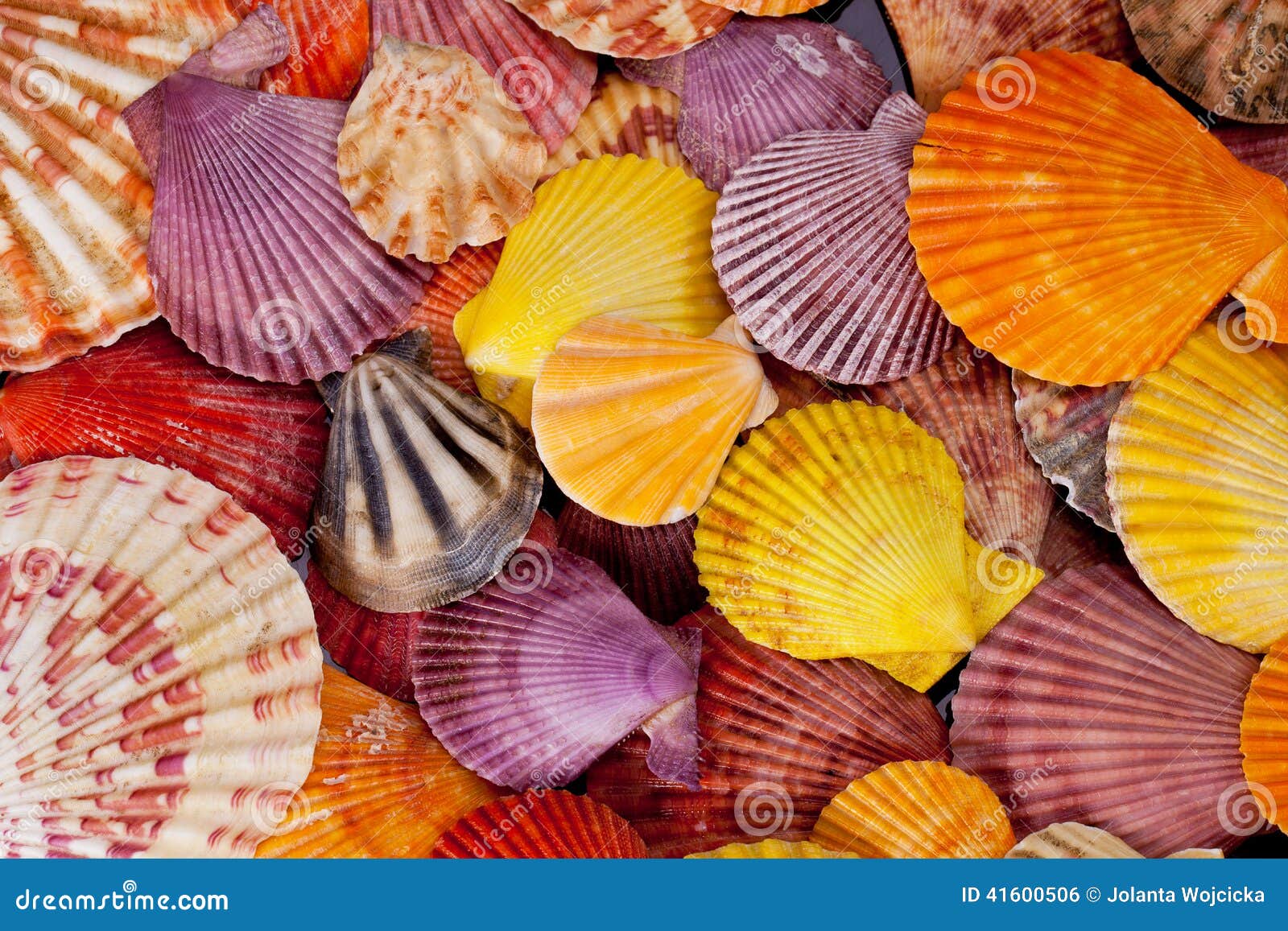 Collection of Various Colorful Seashells on Black Background Stock ...